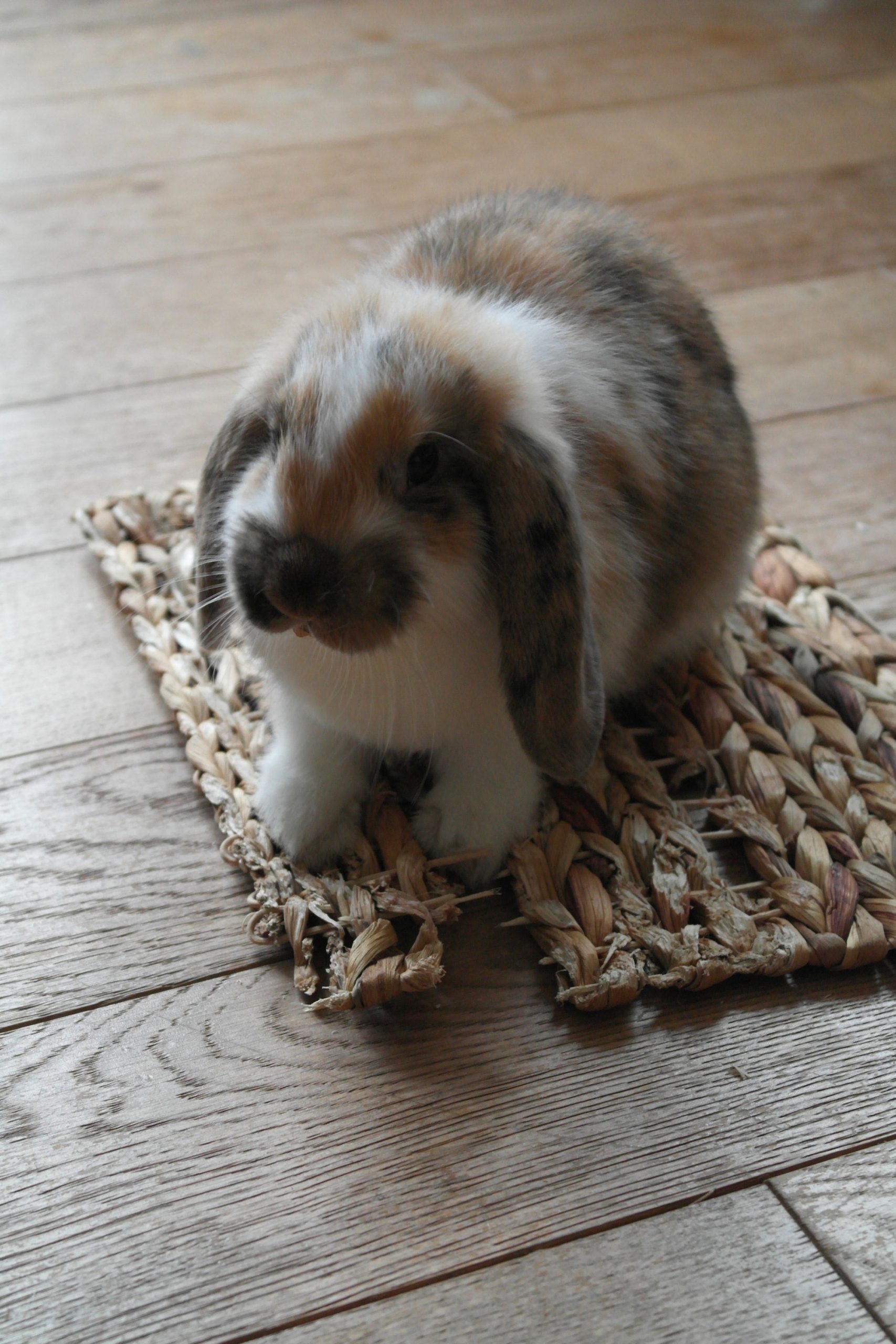 The Best Rabbit Accessories on Amazon - HonestlyReviewed.co.uk